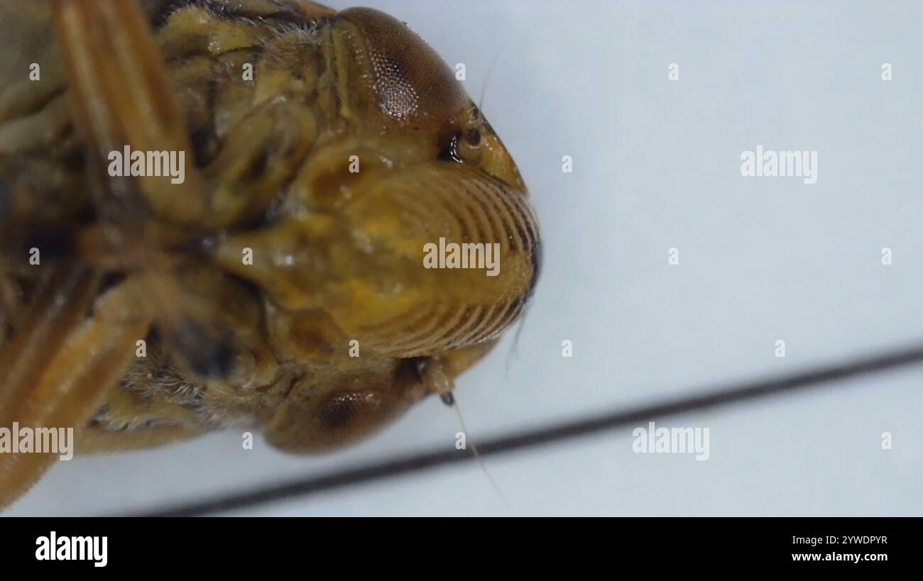 Meadow Spittlebug (Philaenus spumarius Stock Photo - Alamy