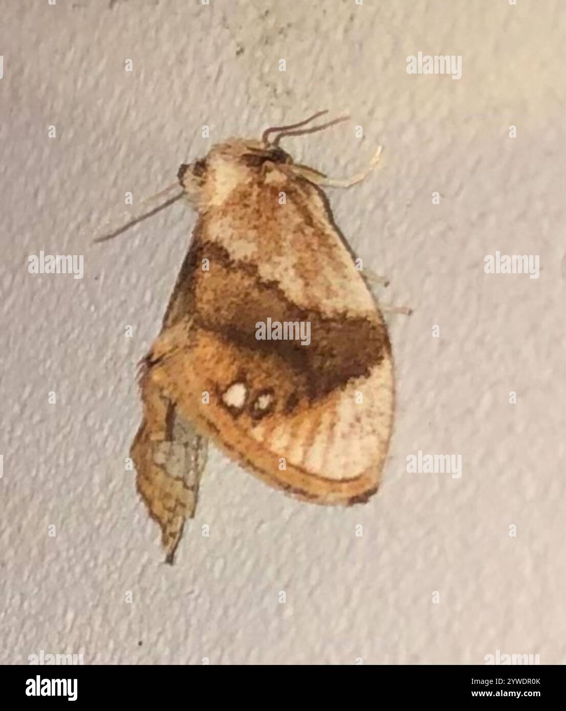 Jeweled Tailed Slug Moth (Packardia geminata Stock Photo - Alamy