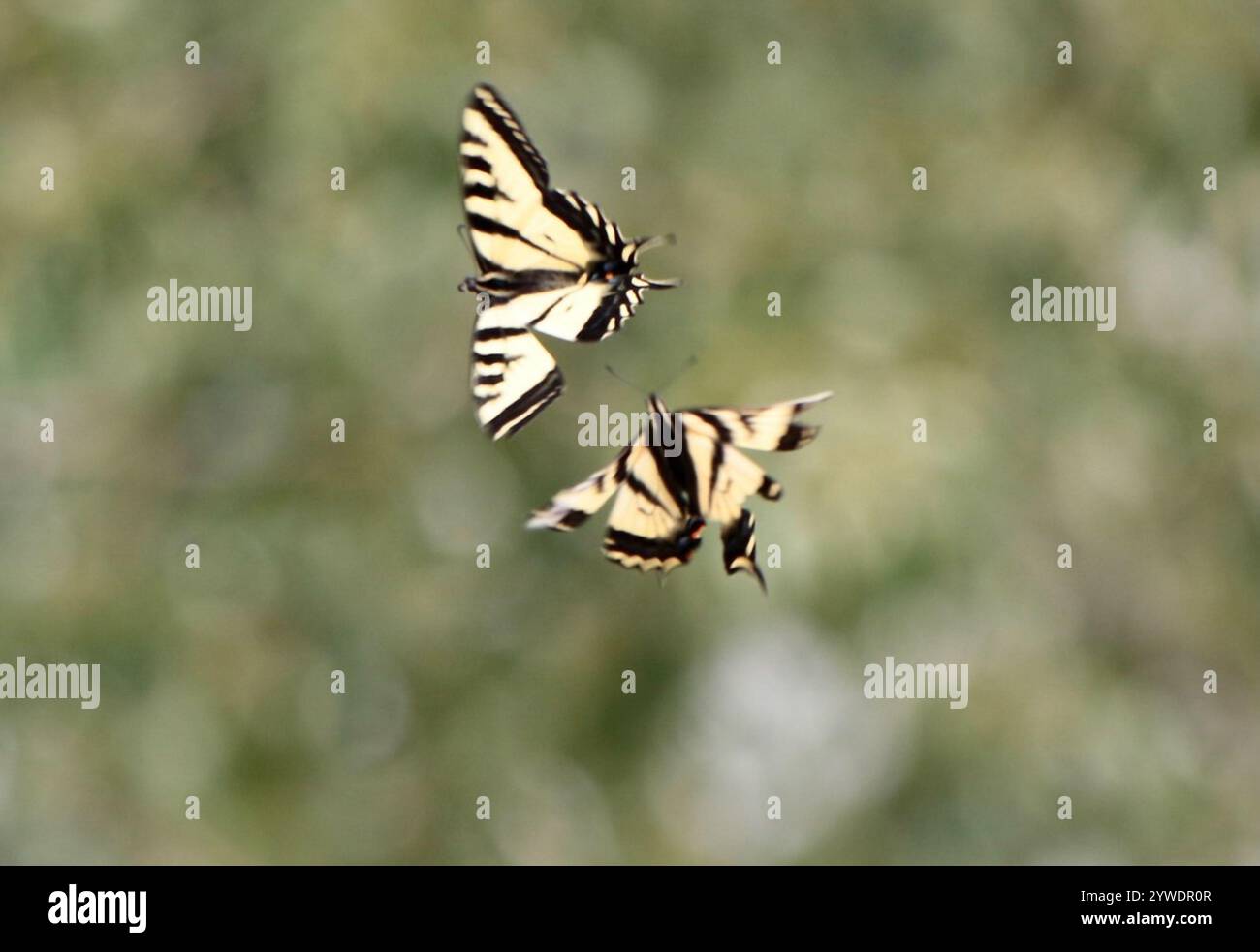 Western Tiger Swallowtail (Papilio rutulus Stock Photo - Alamy