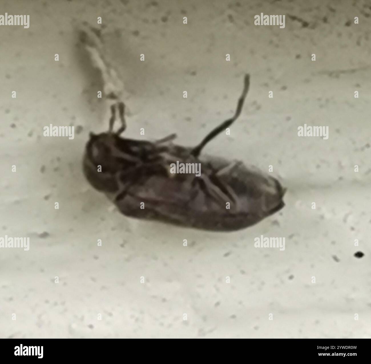 Deathwatch, Spider, and Wood-borer Beetles (Ptinidae Stock Photo - Alamy