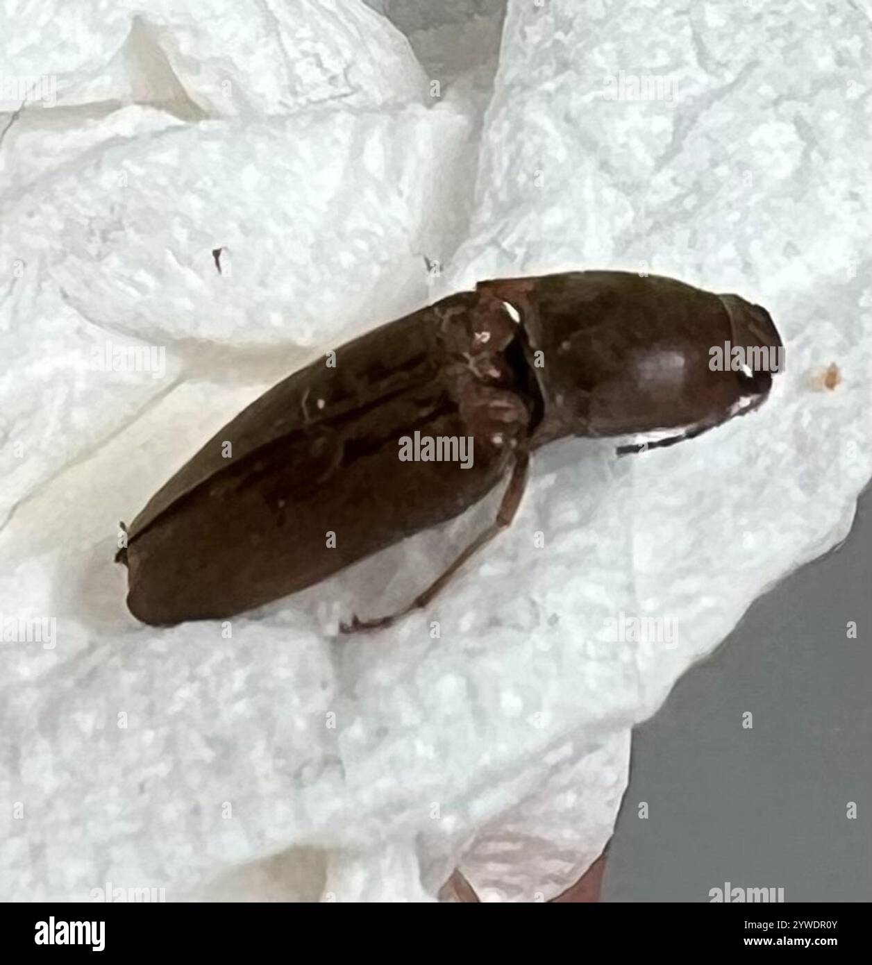 Click Beetles (Elateridae Stock Photo - Alamy