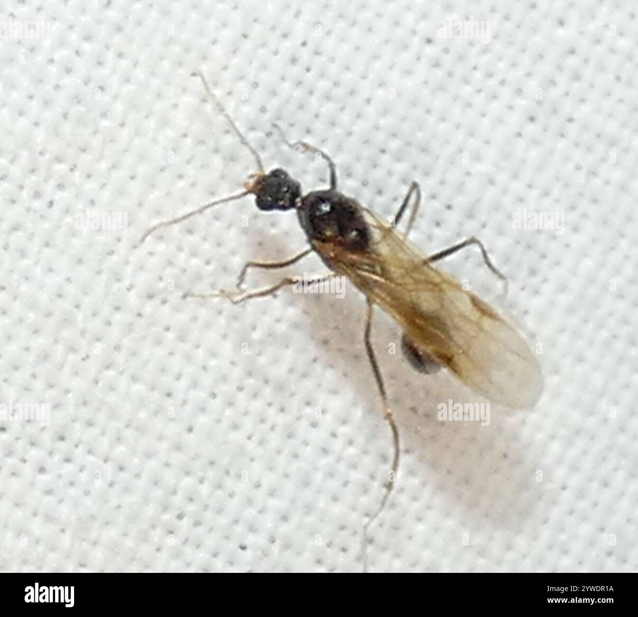 Collared Ants (Aphaenogaster Stock Photo - Alamy