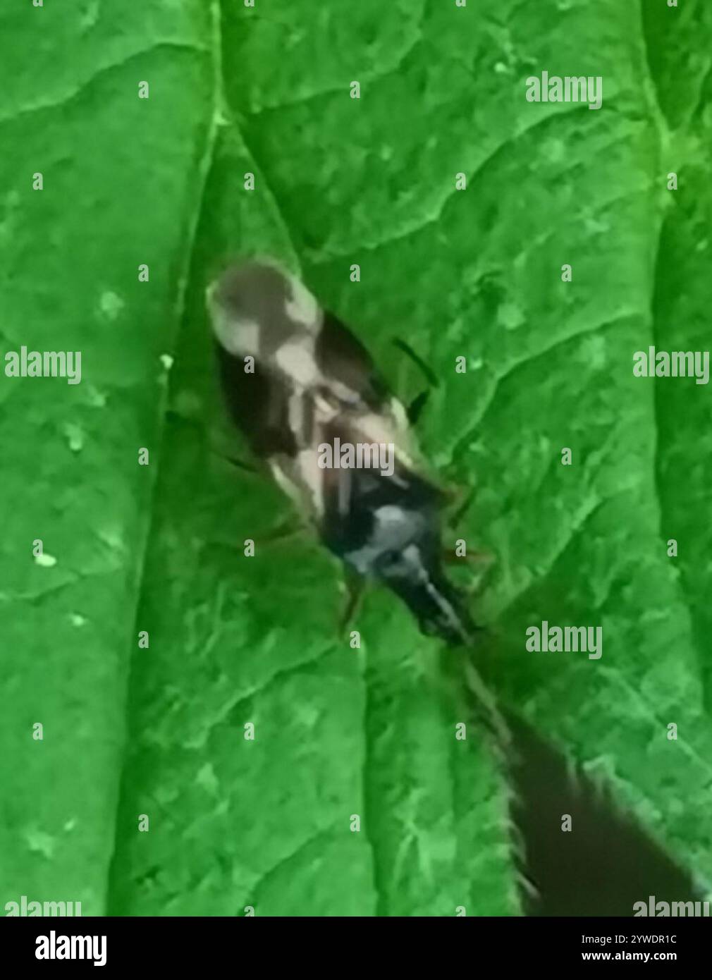Anthocoris nemorum hi-res stock photography and images - Alamy