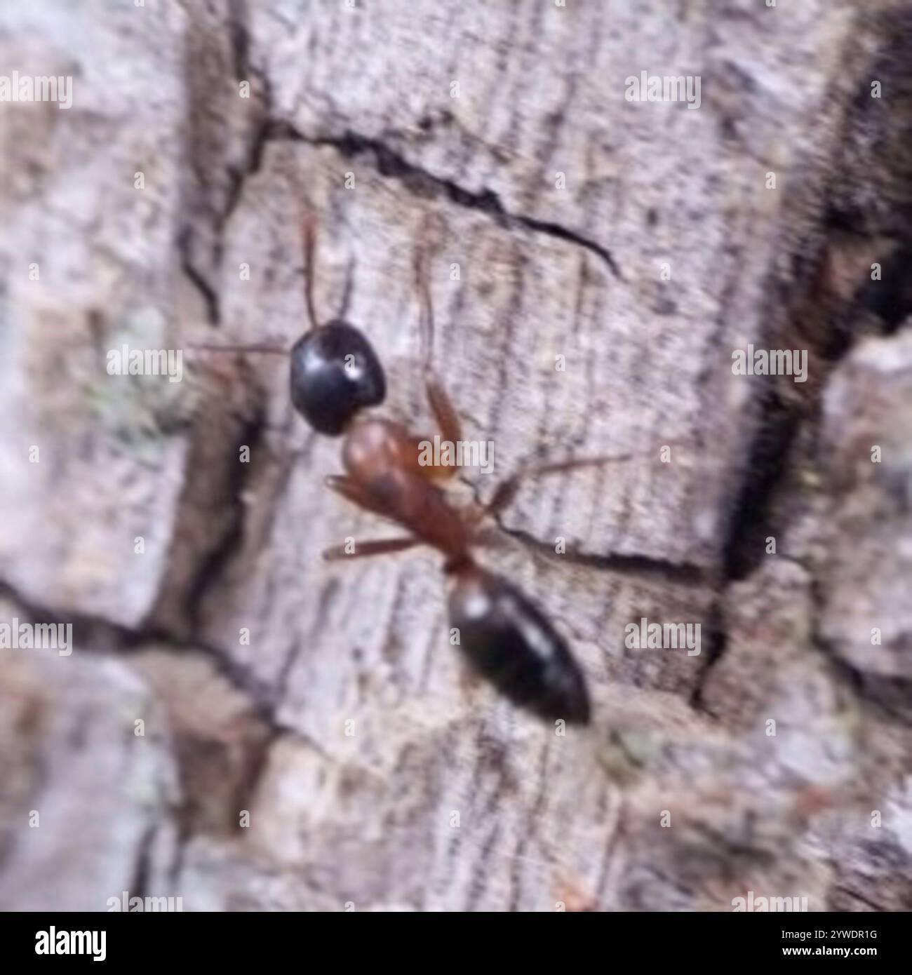 Nearctic Carpenter Ant (Camponotus nearcticus Stock Photo - Alamy