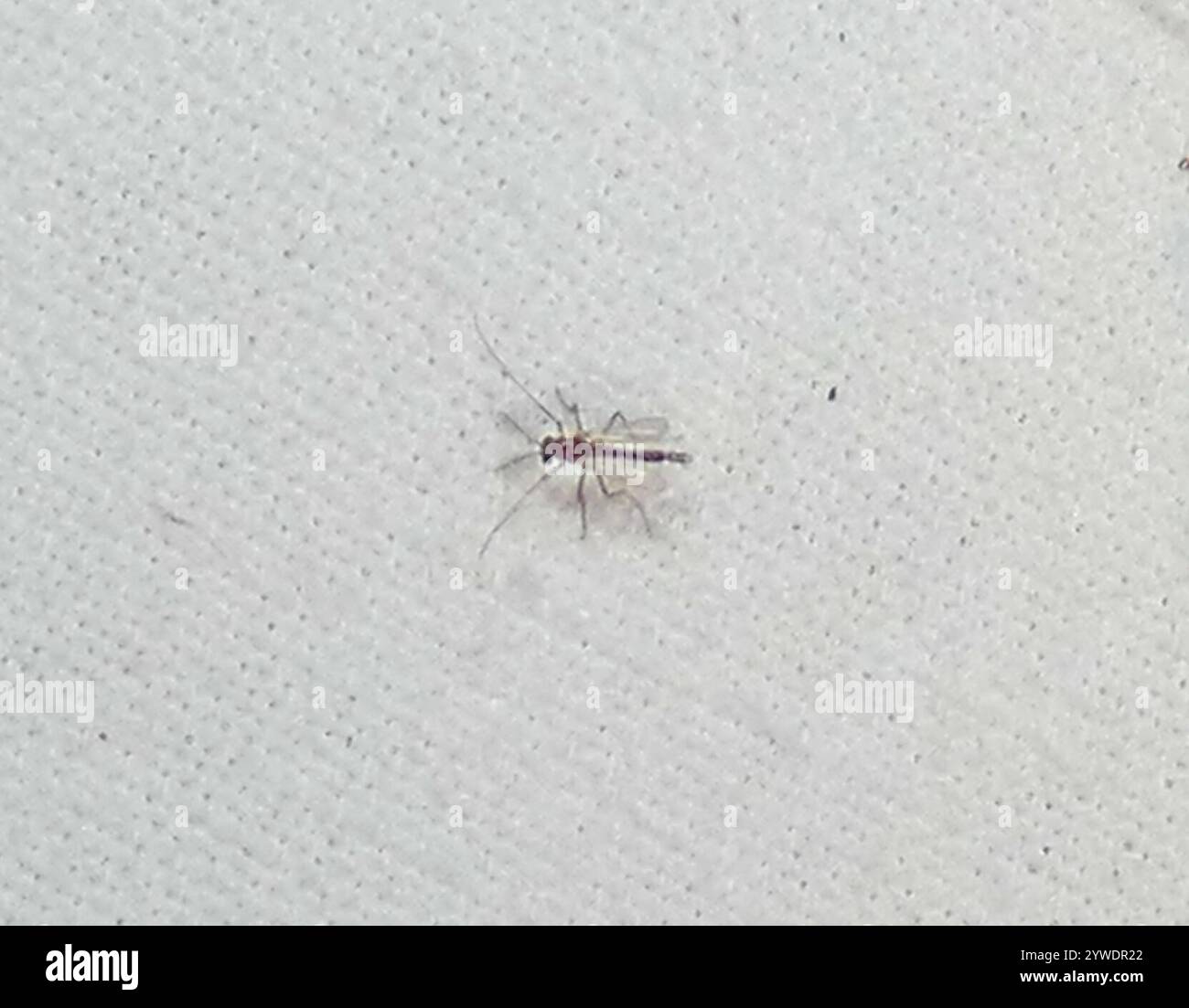 Non-biting Midges (Chironomidae Stock Photo - Alamy