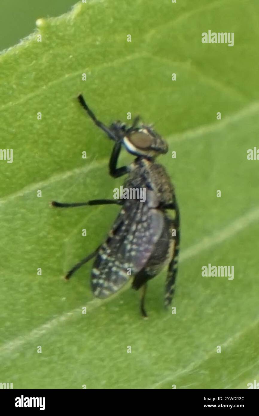 Dancing Kiss Fly (Platystoma seminationis Stock Photo - Alamy