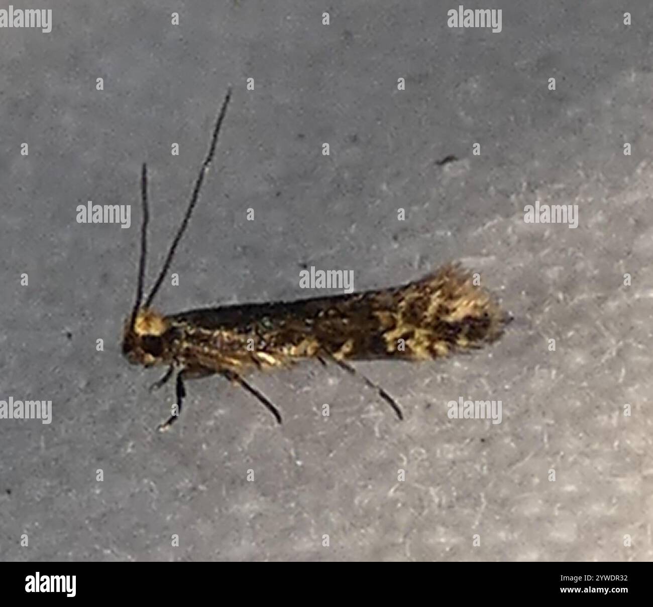 Fungus Moths, Clothes Moths, & Allies (Tineidae Stock Photo - Alamy