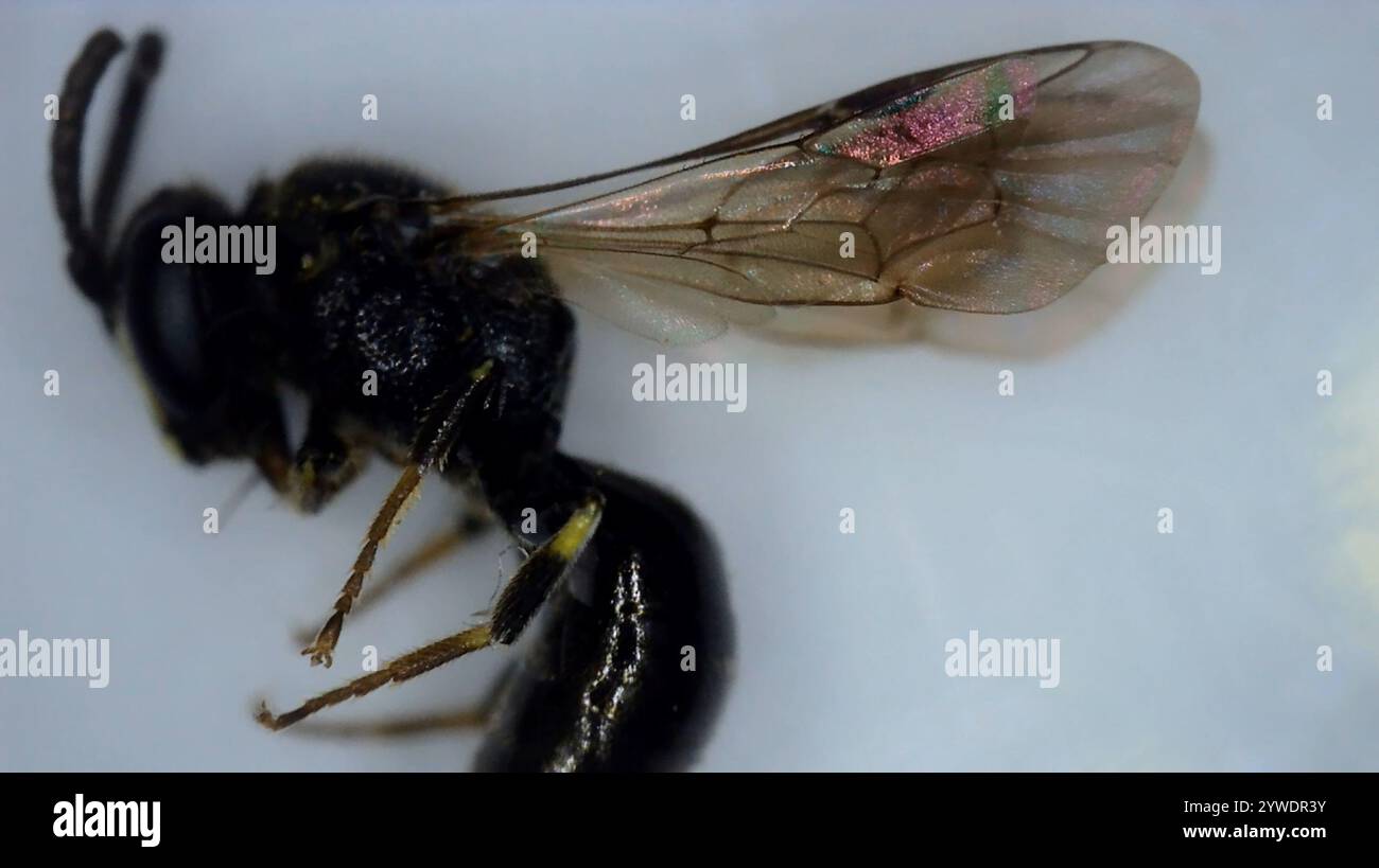 Common Masked Bee (Hylaeus communis Stock Photo - Alamy