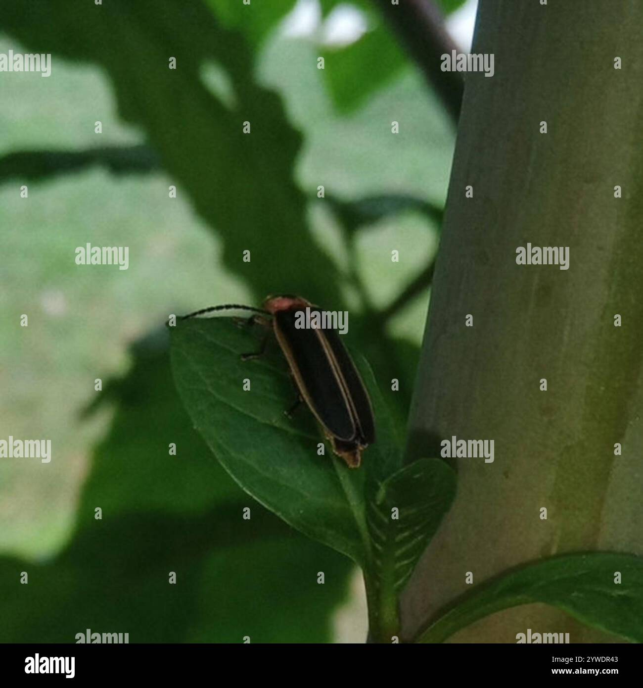 Common Eastern Firefly (Photinus pyralis Stock Photo - Alamy