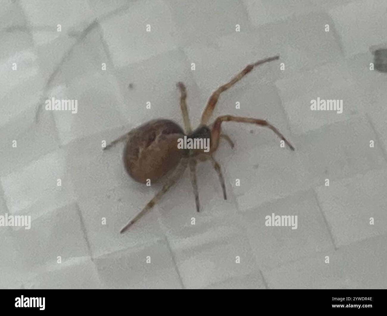 Banded Comb-Footed Spider (Anelosimus vittatus Stock Photo - Alamy