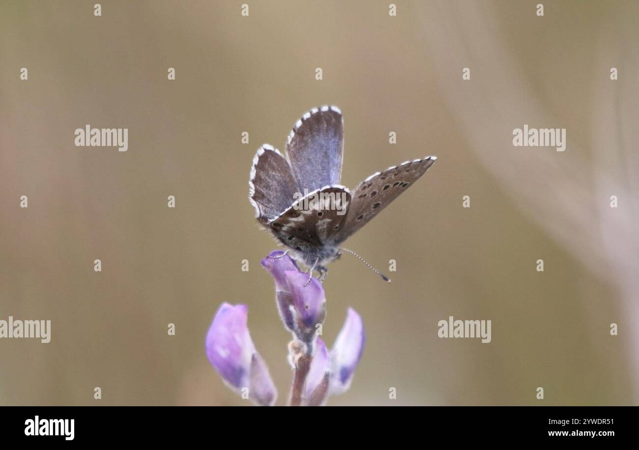 Arrowhead Blue (Glaucopsyche piasus Stock Photo - Alamy