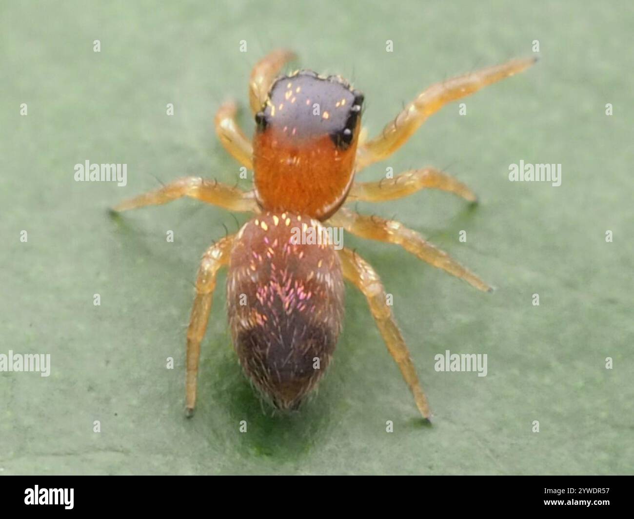 Jumping Spiders (Salticidae Stock Photo - Alamy