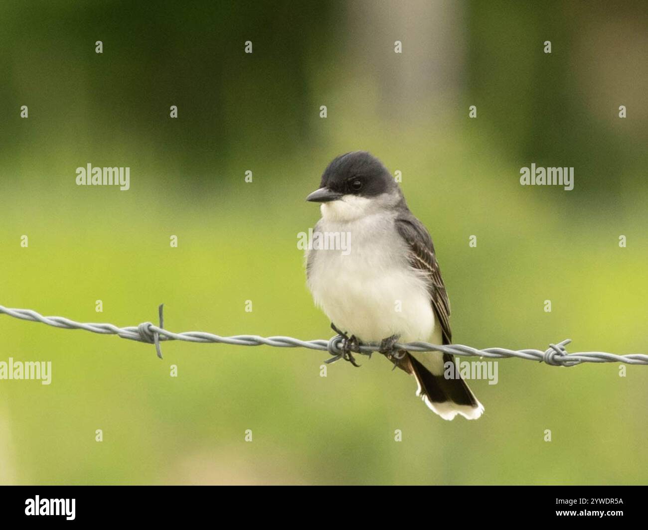 Eastern Kingbird (Tyrannus tyrannus Stock Photo - Alamy