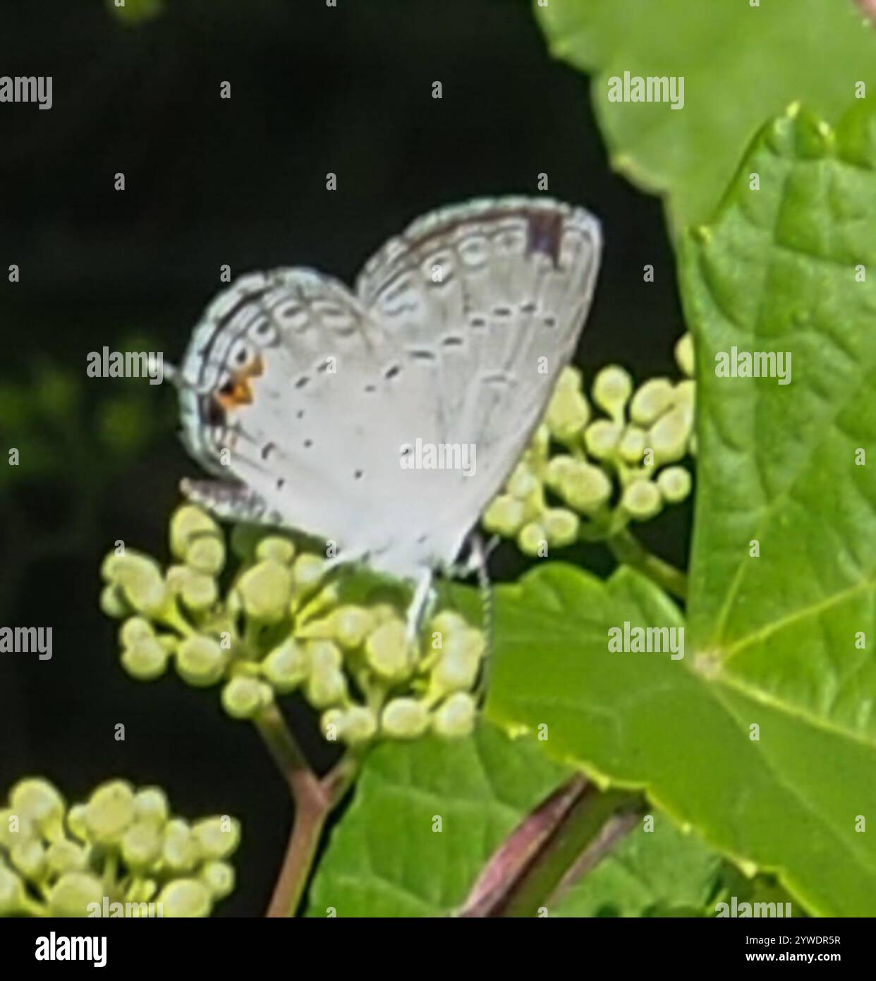 Eastern Tailed-Blue (Cupido comyntas Stock Photo - Alamy