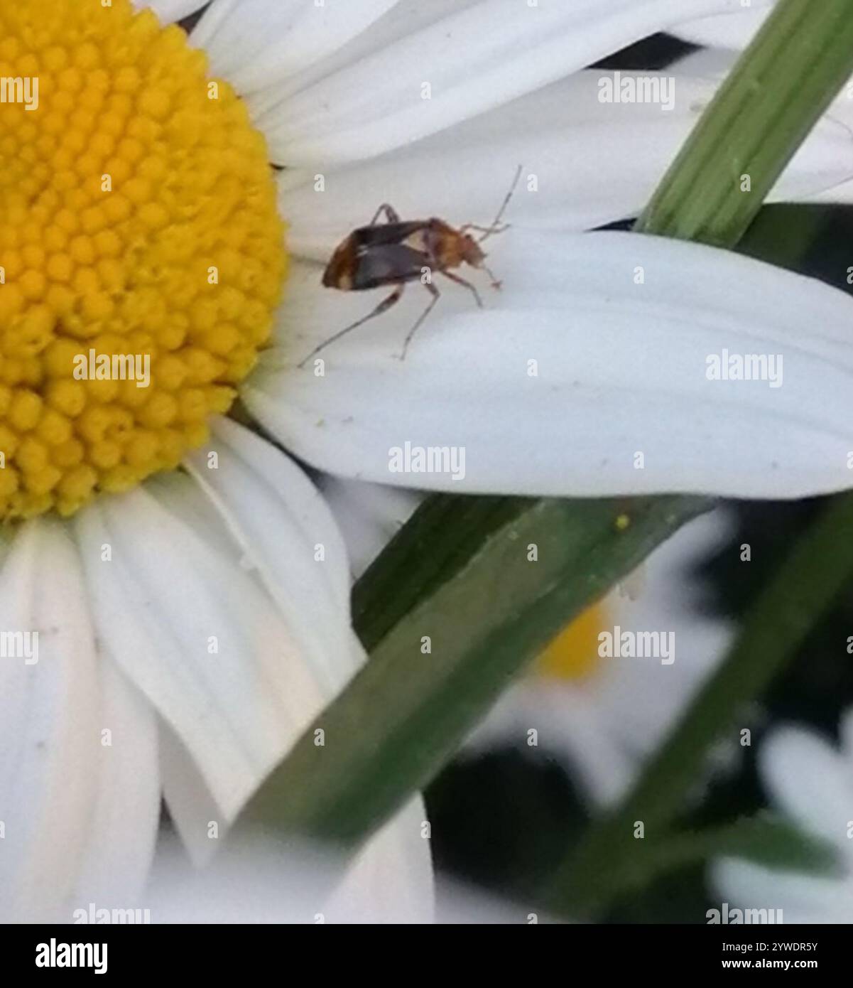 Three Spotted Nettle Bug (Liocoris tripustulatus Stock Photo - Alamy