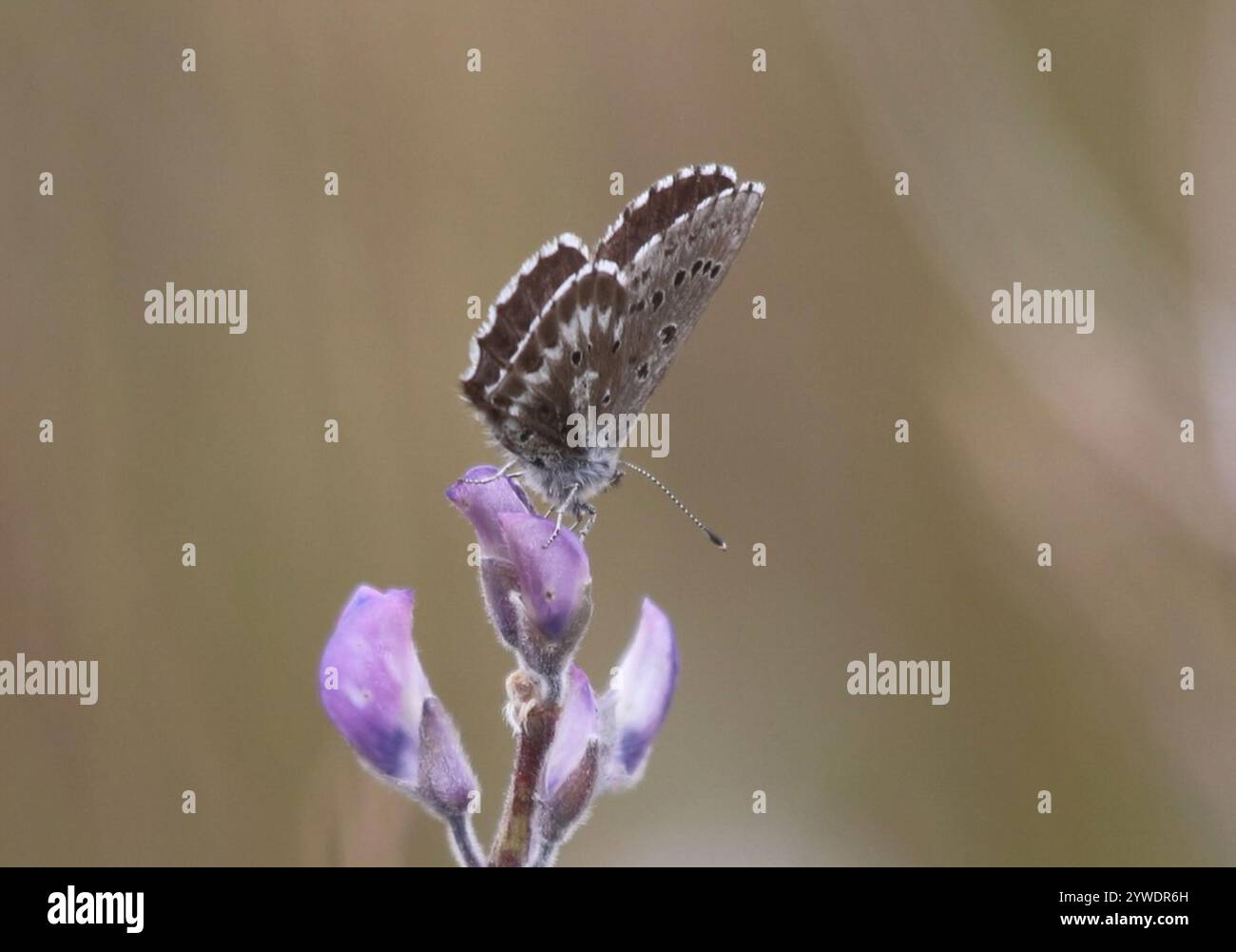 Arrowhead Blue (Glaucopsyche piasus Stock Photo - Alamy