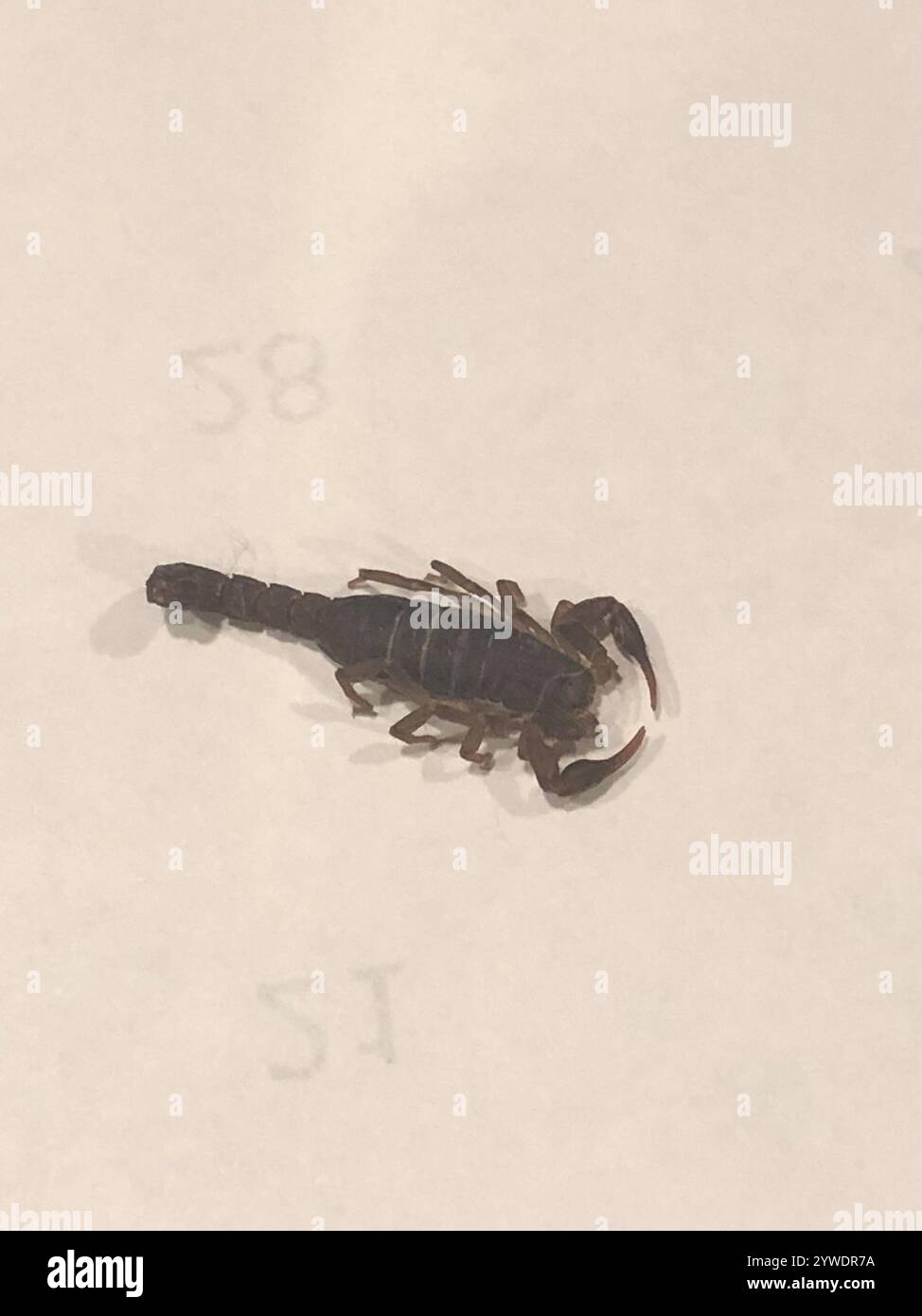 Southern Devil Scorpion (Vaejovis carolinianus Stock Photo - Alamy