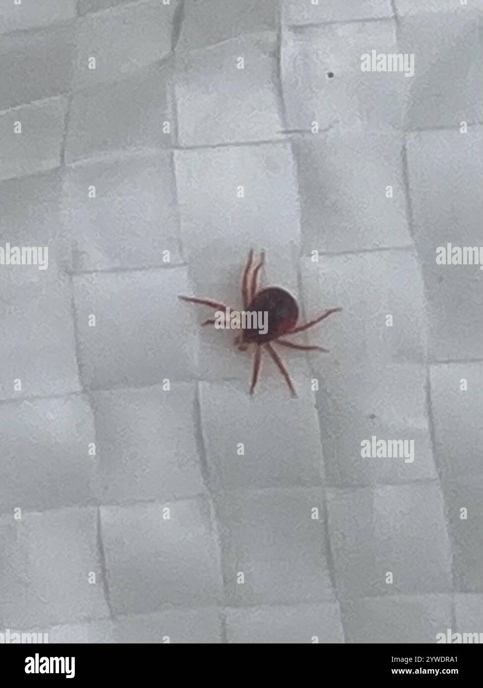 Prostigmata hi-res stock photography and images - Alamy