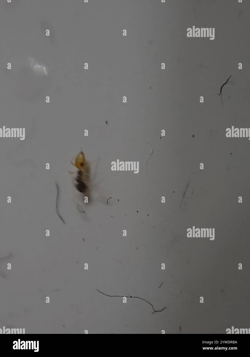 Ghost Ant (Tapinoma melanocephalum Stock Photo - Alamy