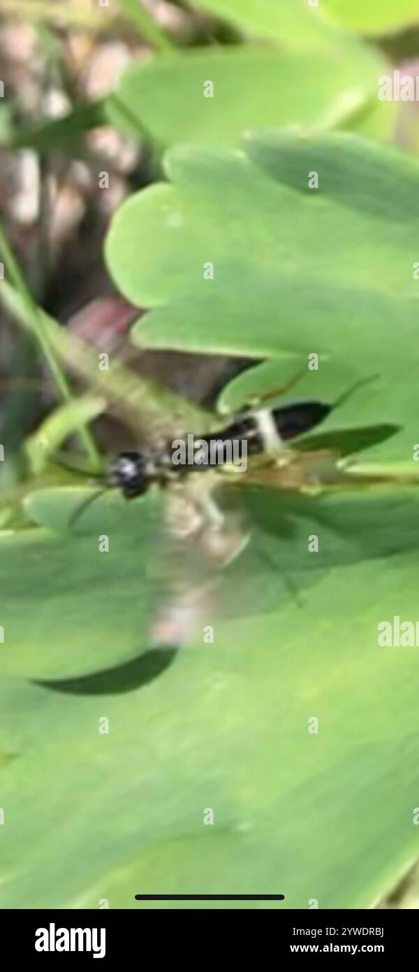 Curled Rose Sawfly (Allantus cinctus Stock Photo - Alamy
