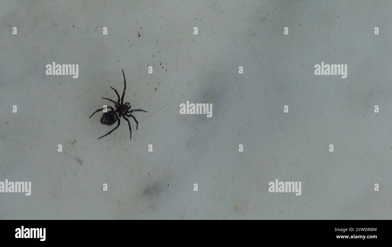 Ant-eating Spiders (Euryopis Stock Photo - Alamy