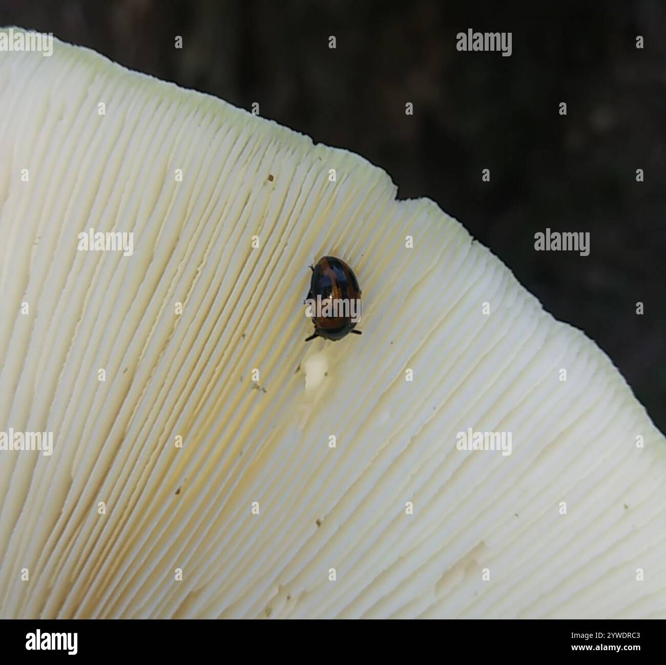 Two-spotted Diaperis (Diaperis maculata Stock Photo - Alamy