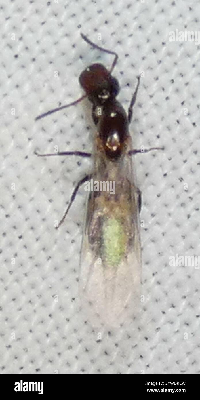 Colobopsis ant hi-res stock photography and images - Alamy