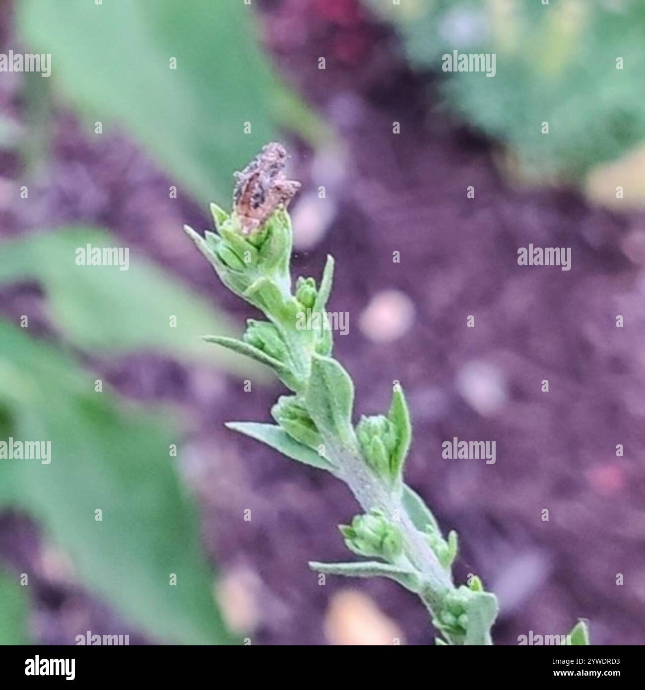 True Hoppers (Auchenorrhyncha Stock Photo - Alamy