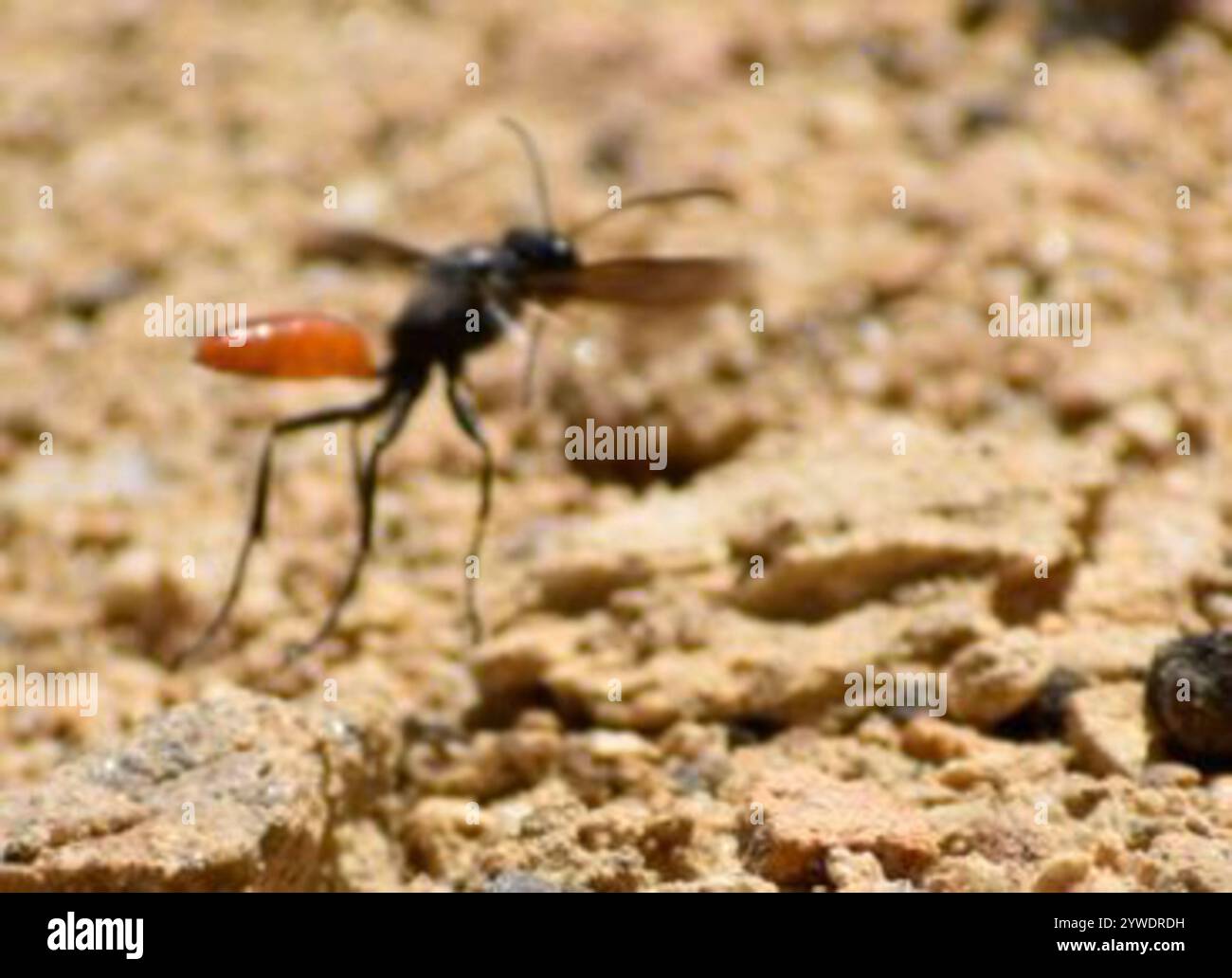 Sphex lucae hi-res stock photography and images - Alamy