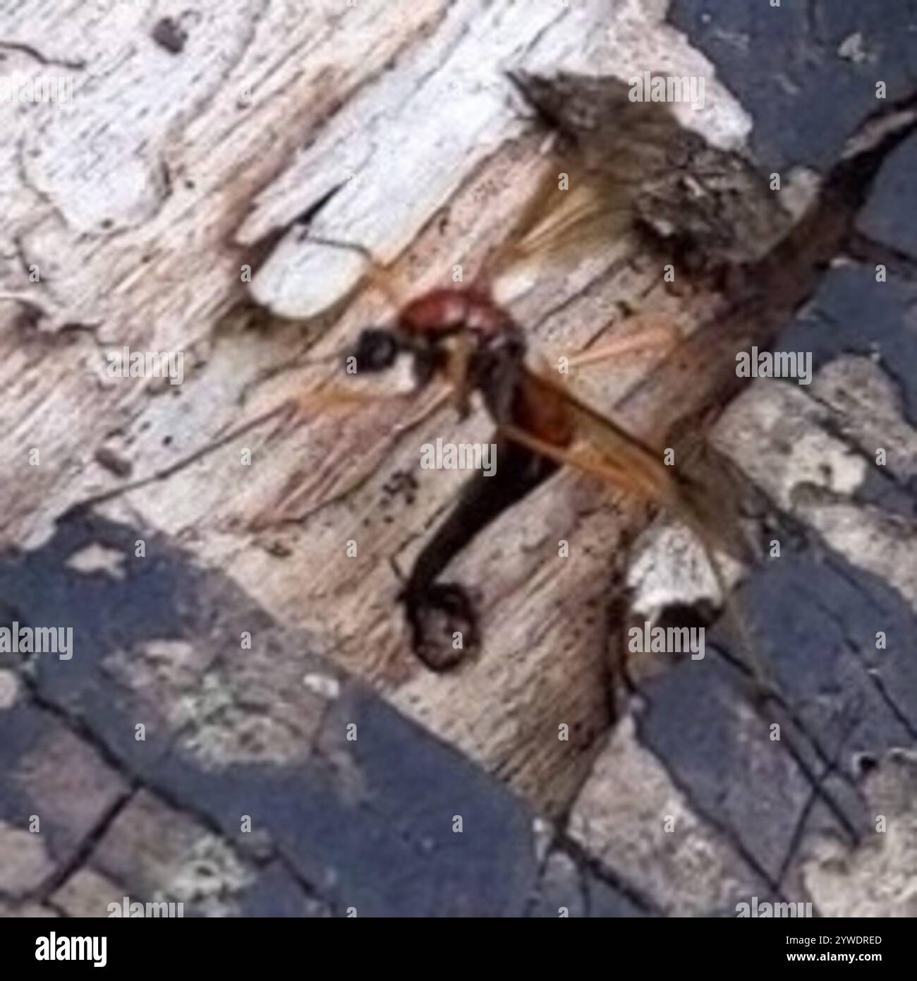 Antlered Crane Fly (Tanyptera dorsalis Stock Photo - Alamy