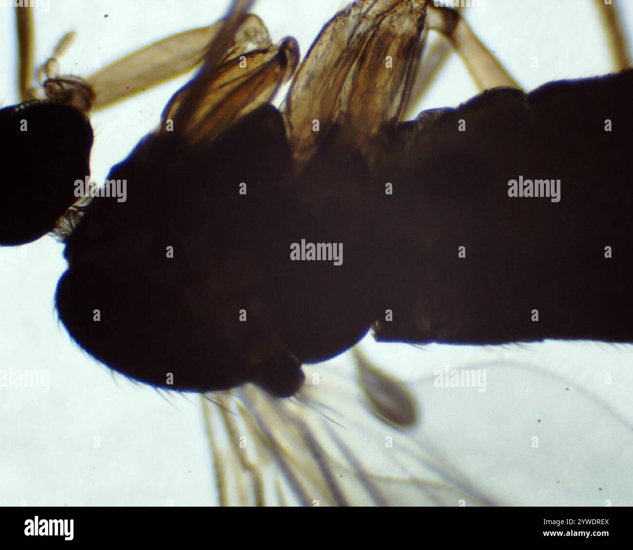 Indoor Soil Gnats (Bradysia Stock Photo - Alamy