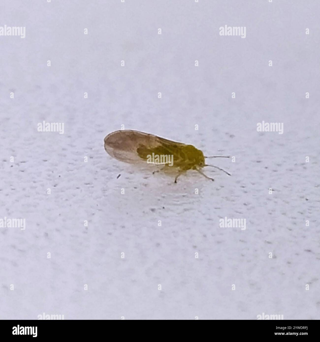 jumping plant lice (Psyllidae Stock Photo - Alamy