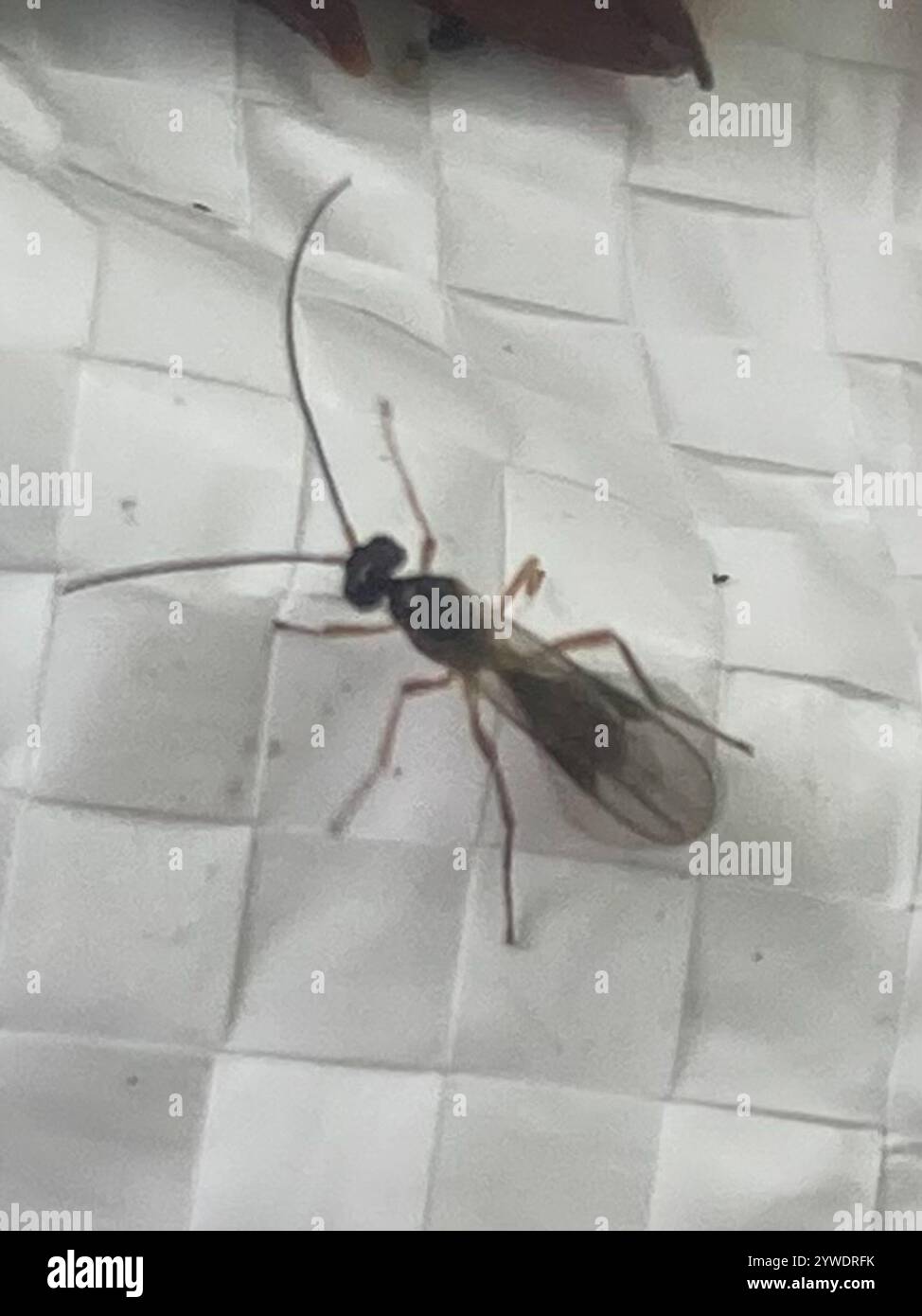 Winged and Once-winged Insects (Pterygota Stock Photo - Alamy