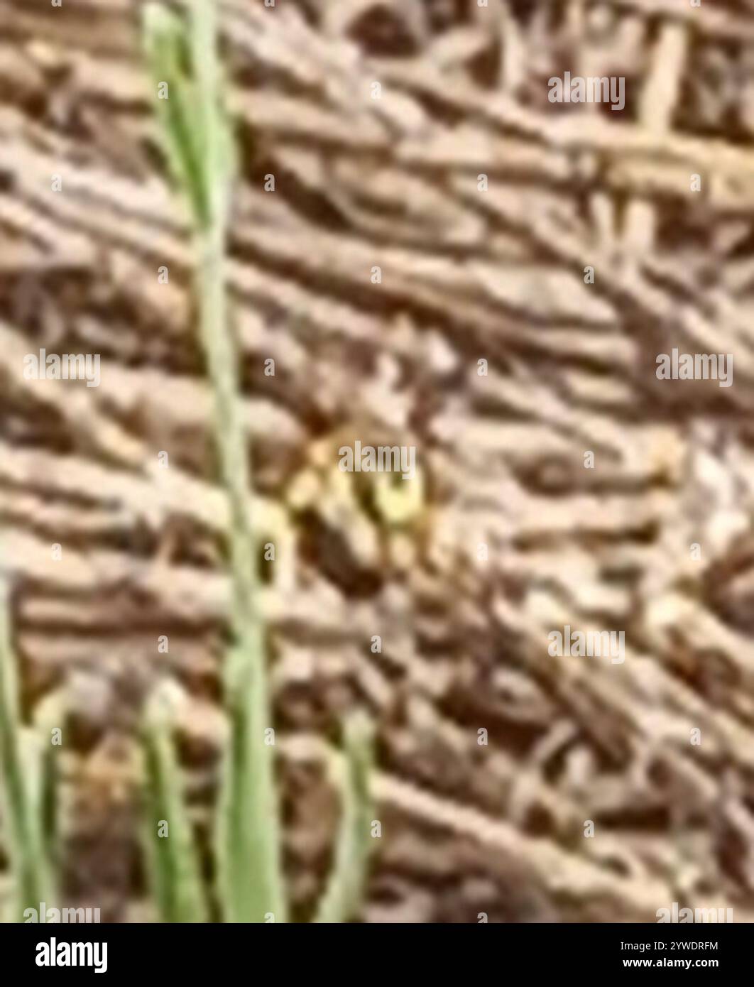 Ants, Bees, Wasps, and Sawflies (Hymenoptera Stock Photo - Alamy