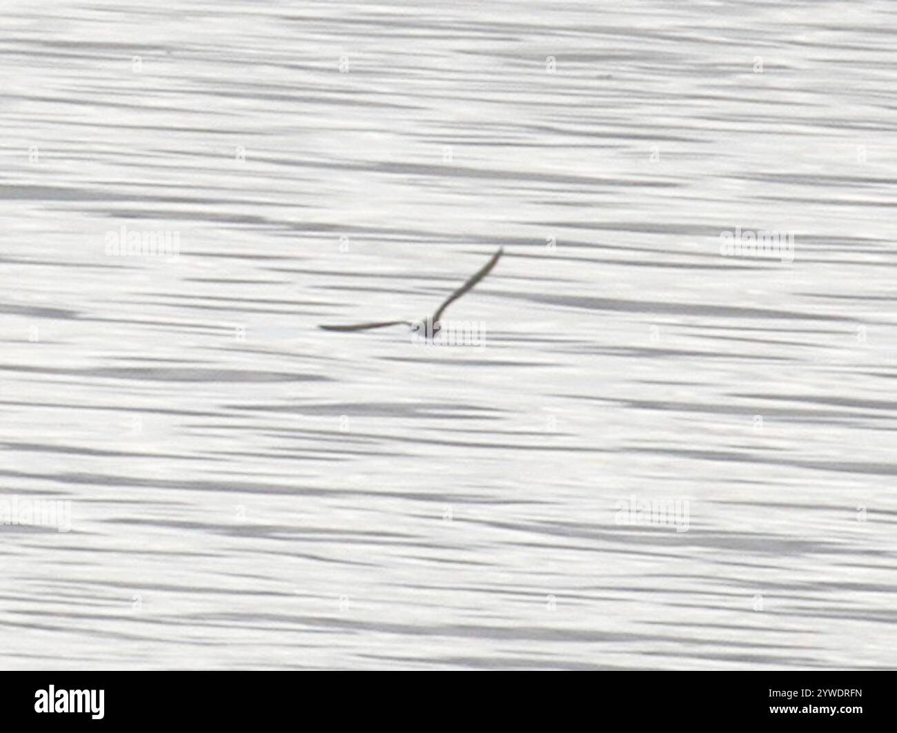 Fork-tailed Storm-Petrel (Hydrobates furcatus Stock Photo - Alamy