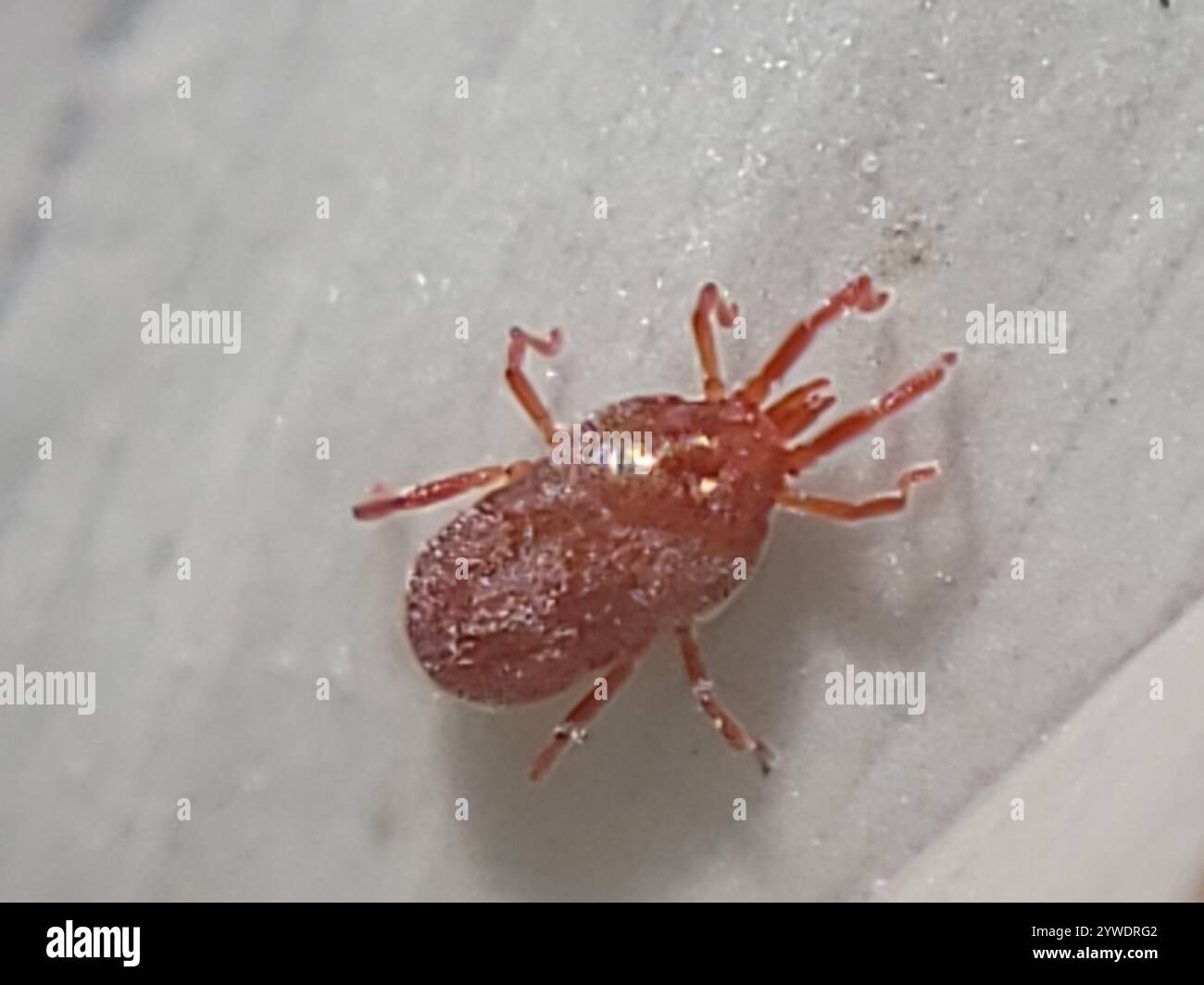 Trombidiform hi-res stock photography and images - Alamy
