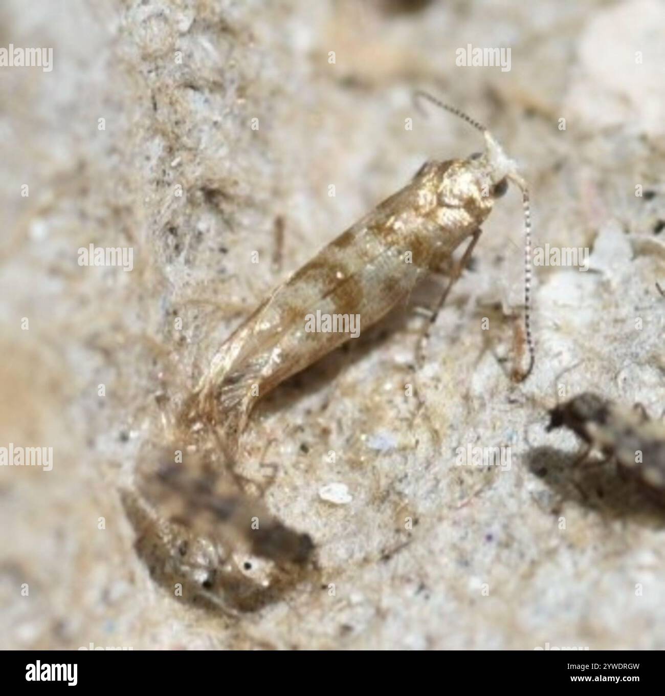 Cypress Tip Moth (Argyresthia cupressella Stock Photo - Alamy