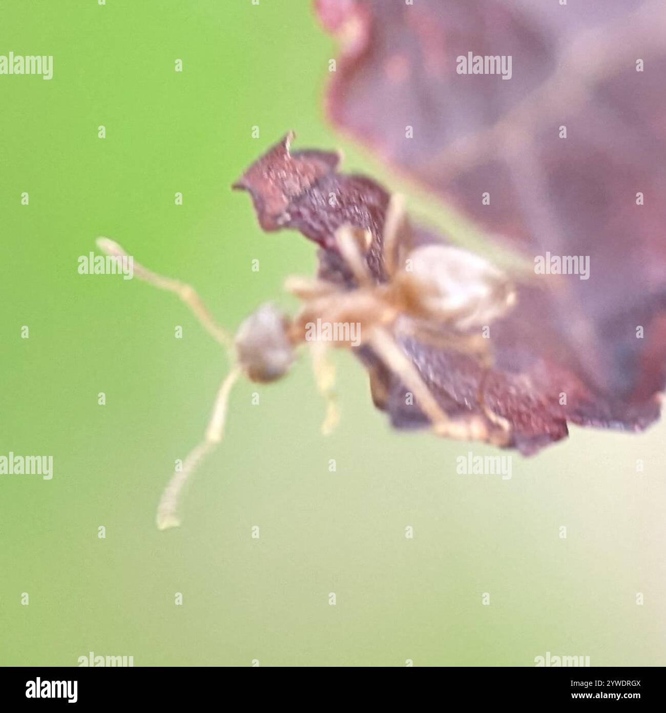 Citronella Ants, Fuzzy Ants, and Allies (Lasius Stock Photo - Alamy
