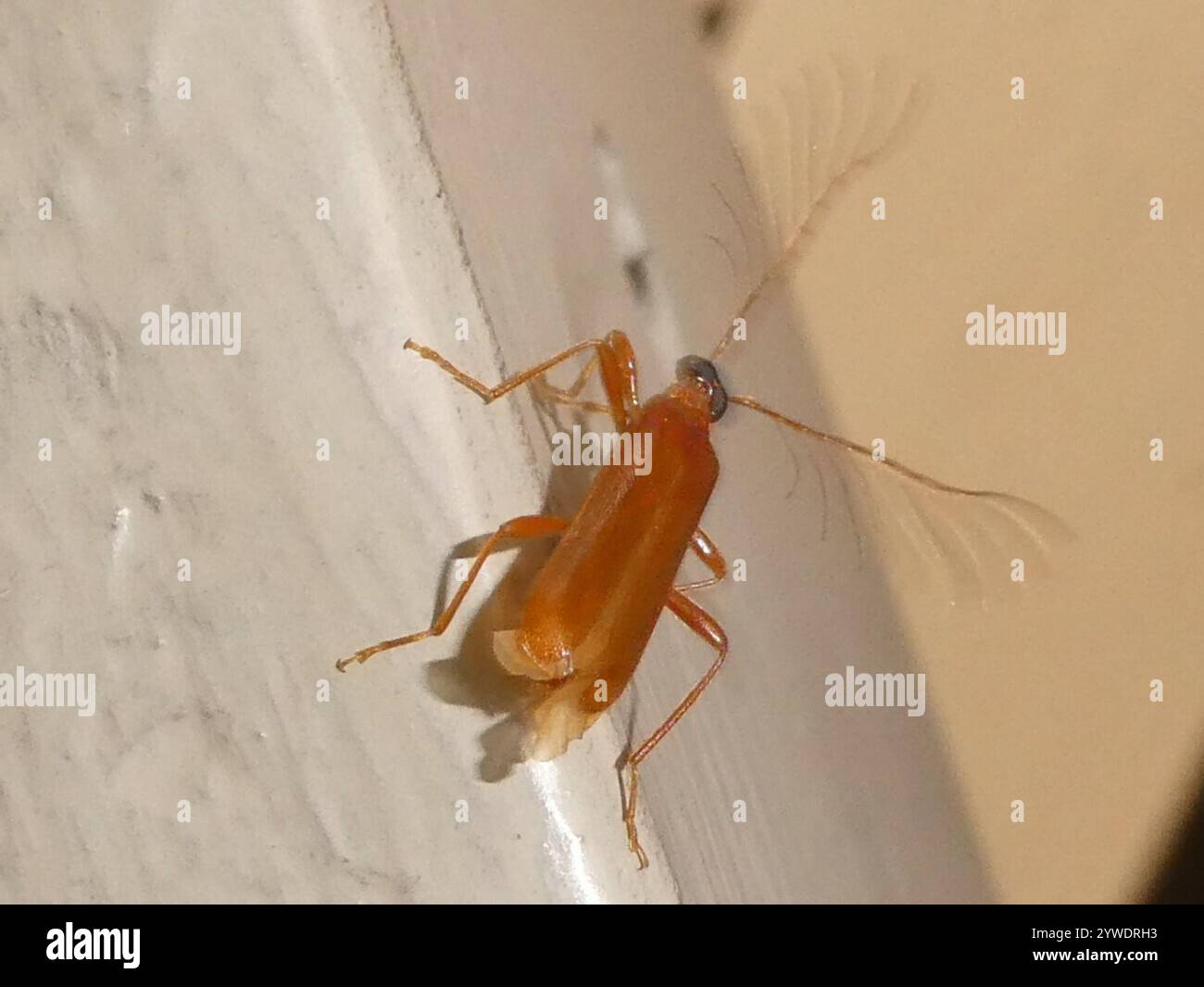 Uniform Fire-coloured Beetle (Dendroides concolor Stock Photo - Alamy