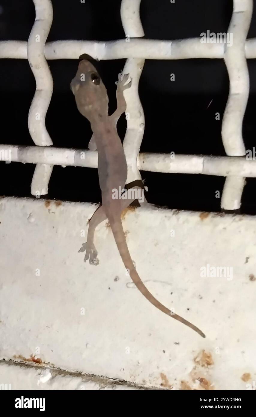 Asian House Gecko (Hemidactylus frenatus Stock Photo - Alamy