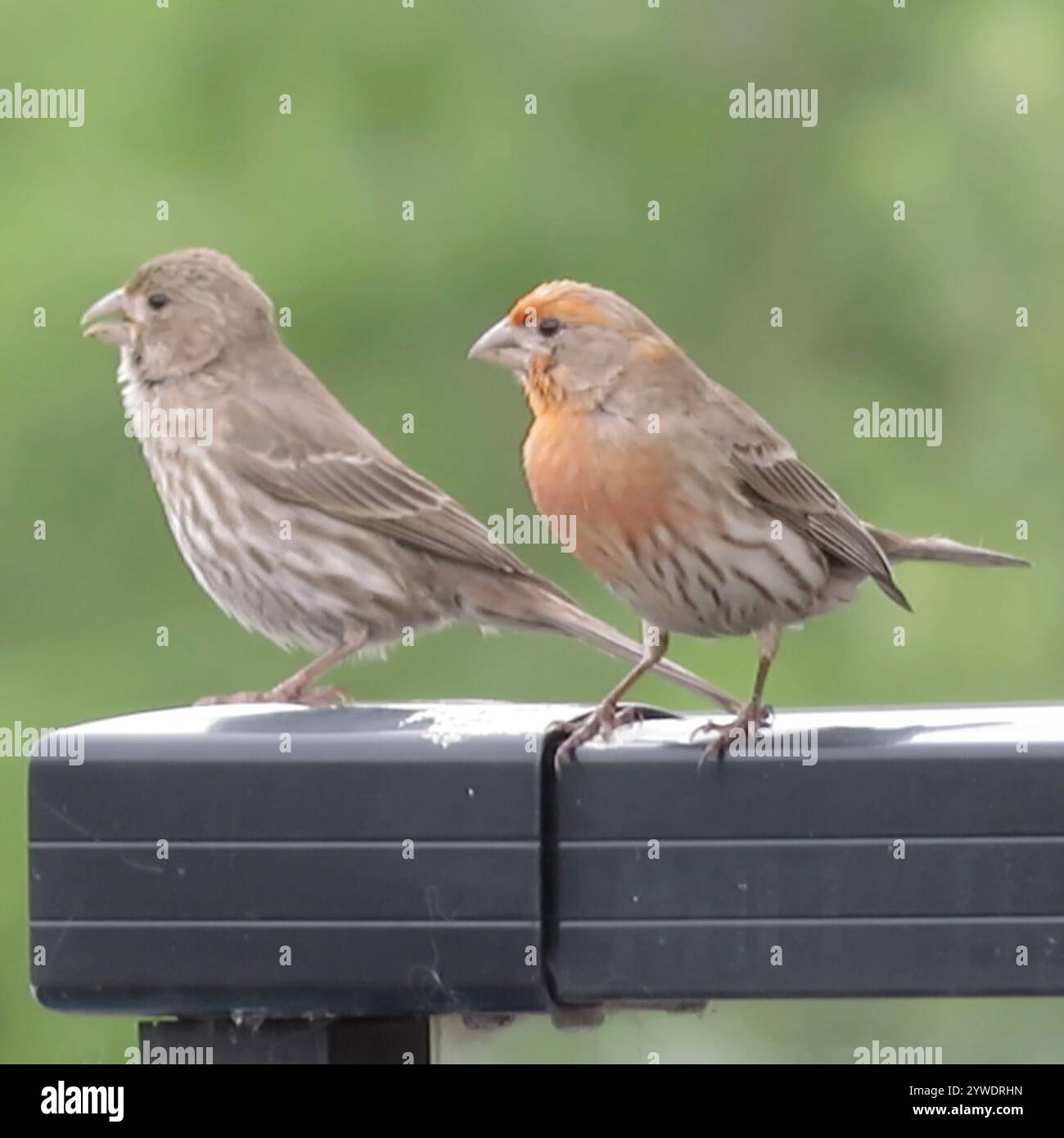 House Finch (Haemorhous mexicanus Stock Photo - Alamy
