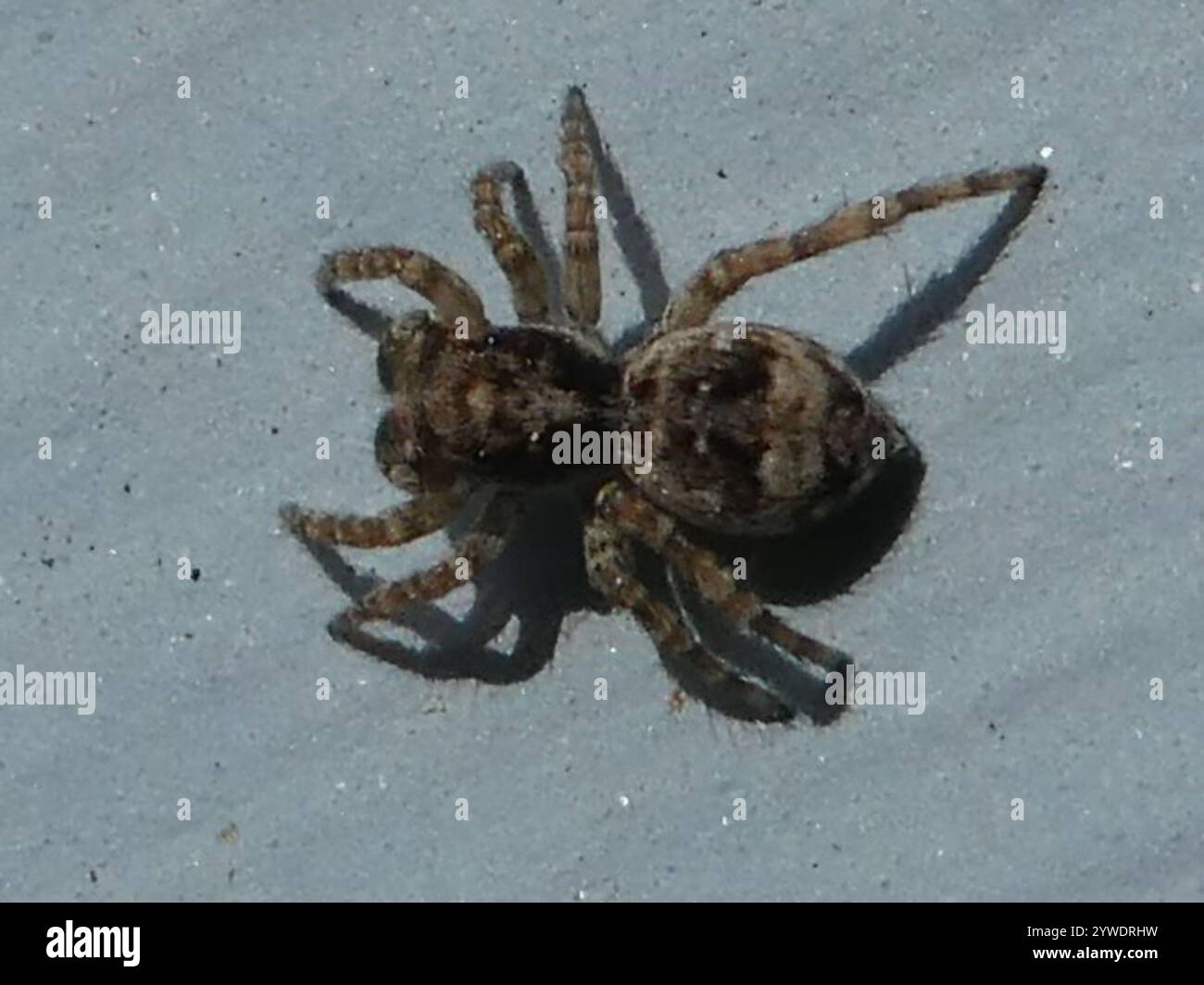 Asiatic Wall Jumping Spider (Attulus fasciger Stock Photo - Alamy