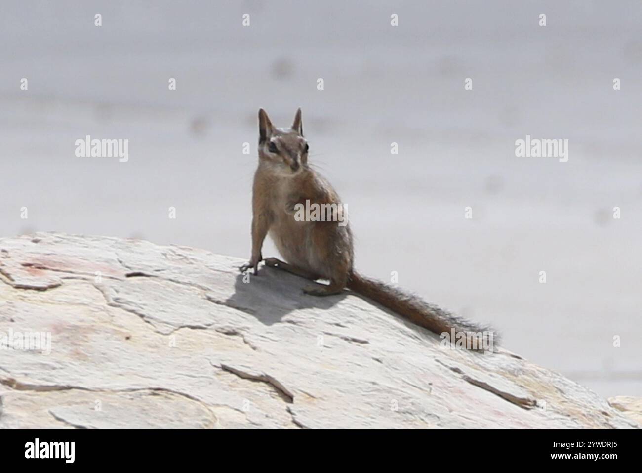 Cliff Chipmunk (Neotamias dorsalis Stock Photo - Alamy
