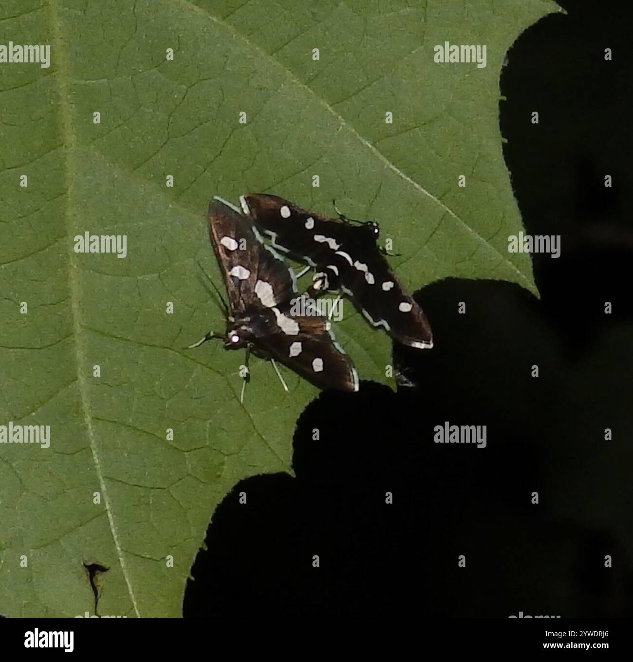 Grape Leaffolder and Leafroller Moths (Desmia funeralis Stock Photo - Alamy