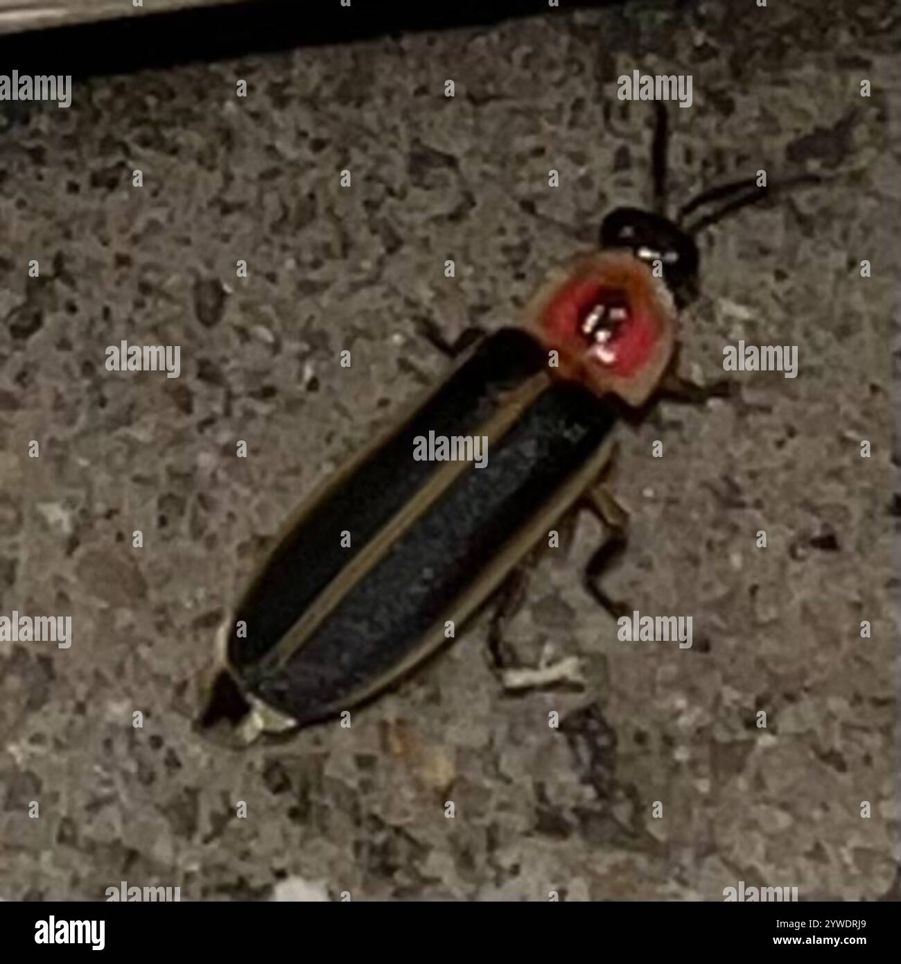 Common Eastern Firefly (Photinus pyralis Stock Photo - Alamy