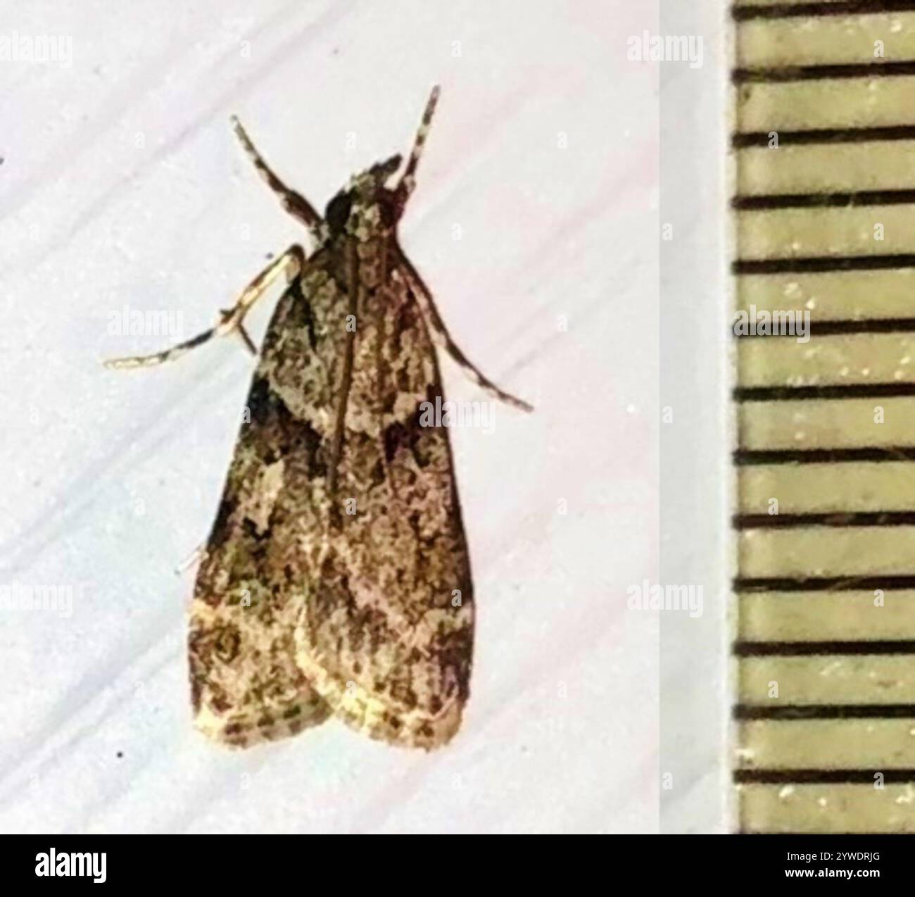 Double-striped Scoparia Moth (Scoparia biplagialis Stock Photo - Alamy