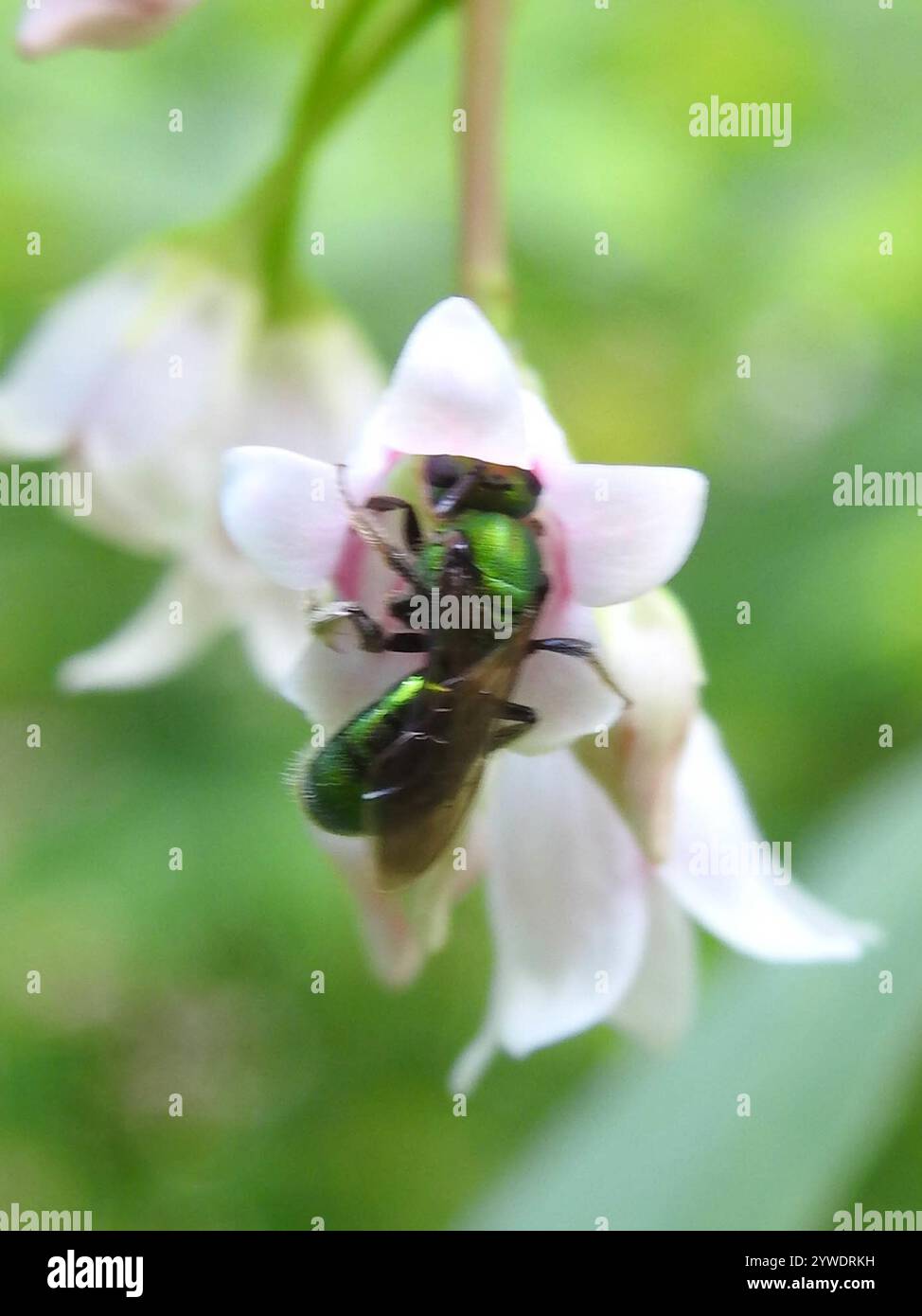 Pure Green Sweat bee (Augochlora pura Stock Photo - Alamy