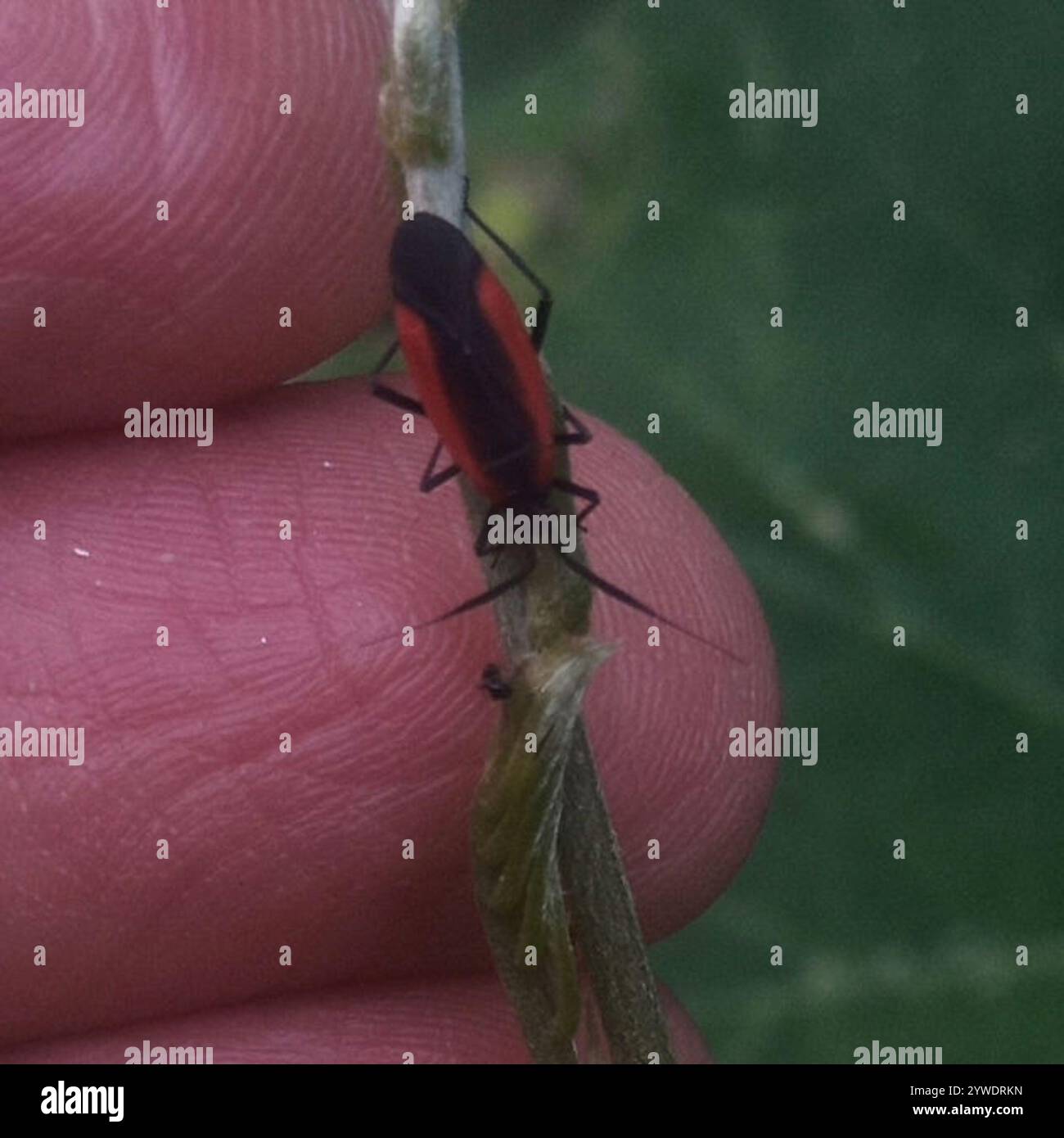 Scarlet Plant Bugs (Lopidea Stock Photo - Alamy
