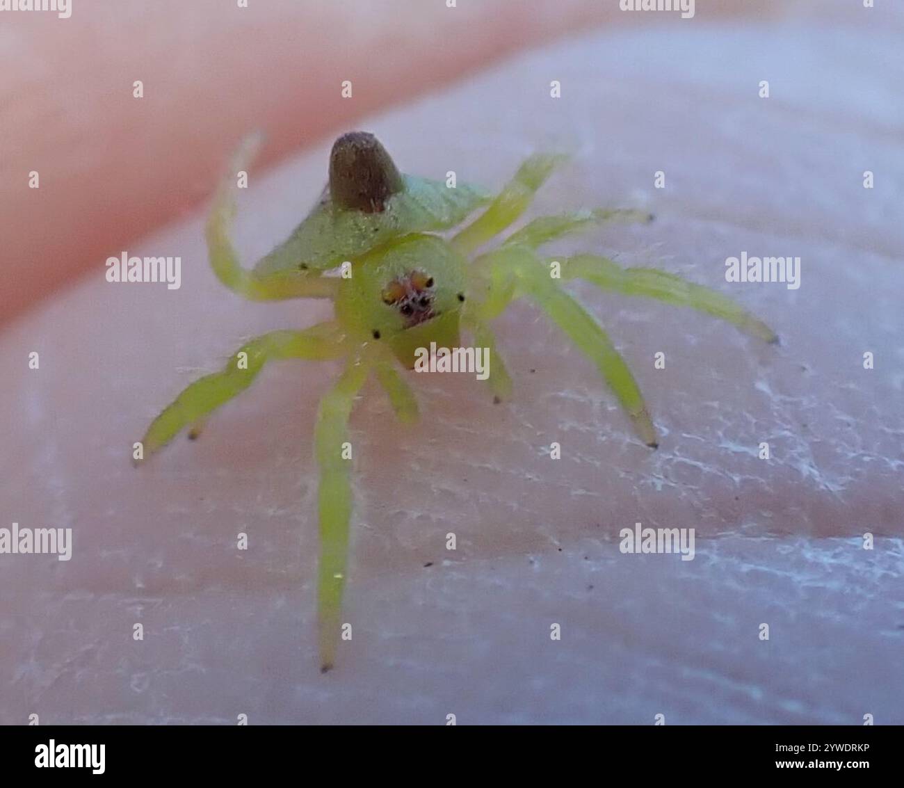 Wrap-around Spiders (Dolophones Stock Photo - Alamy