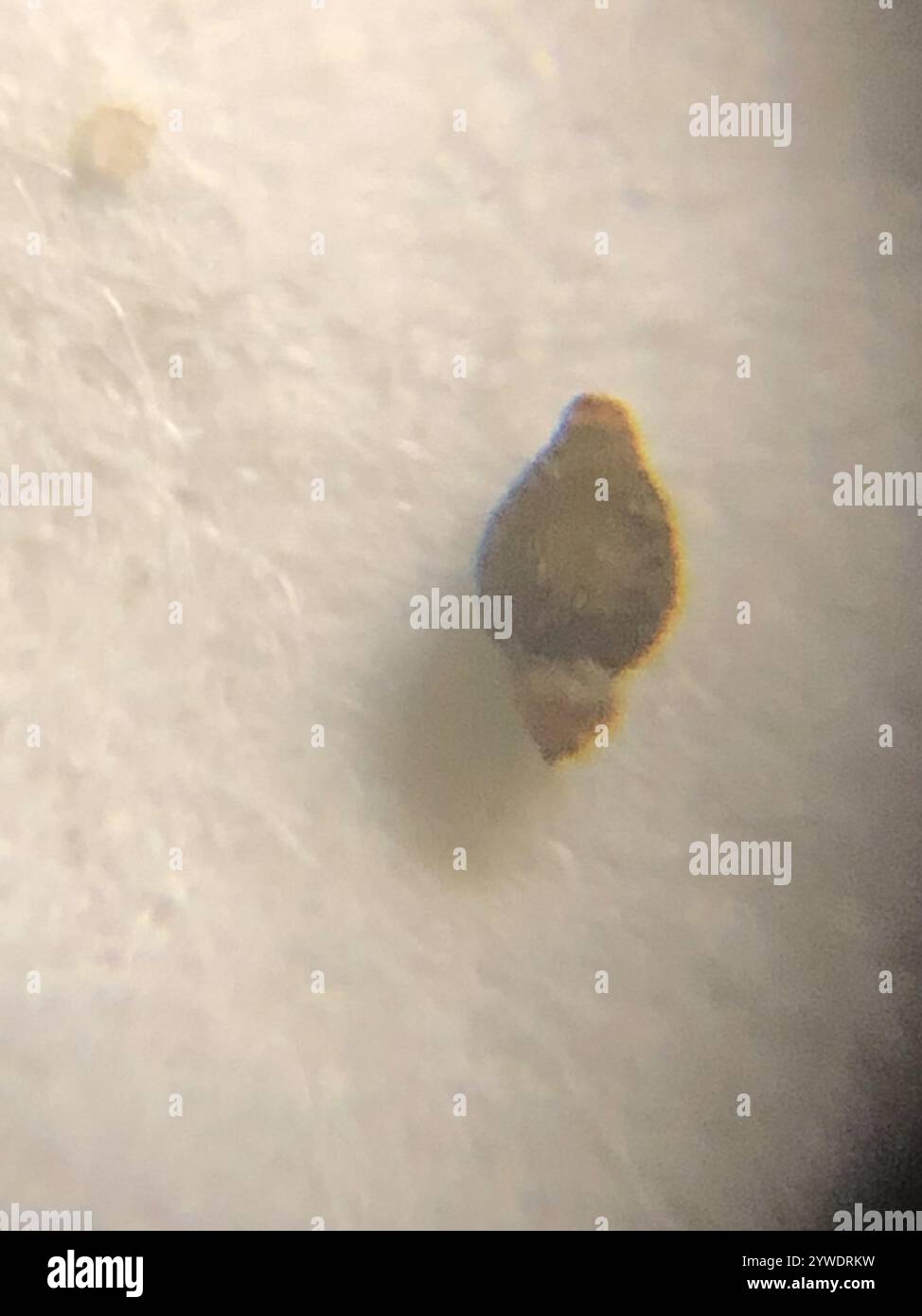 slender spike rush (Eleocharis tenuis verrucosa Stock Photo - Alamy